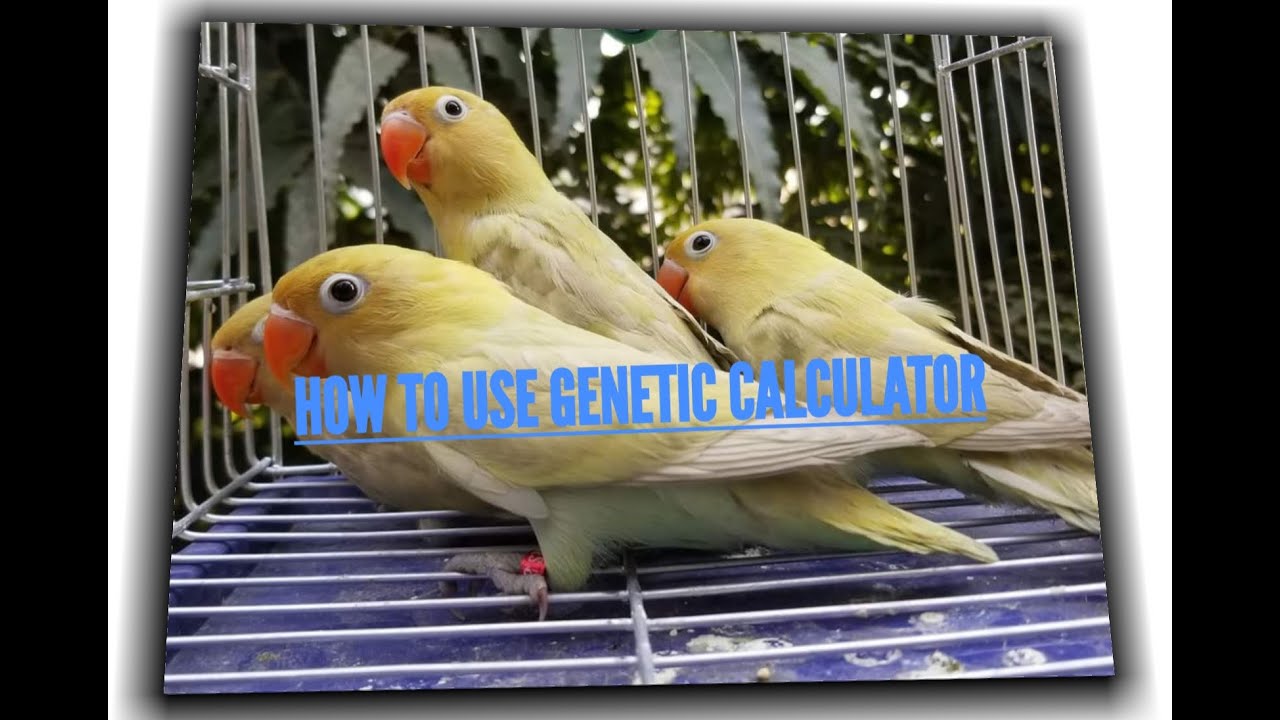 How to use genetic calculator / love birds genetics - YouTube