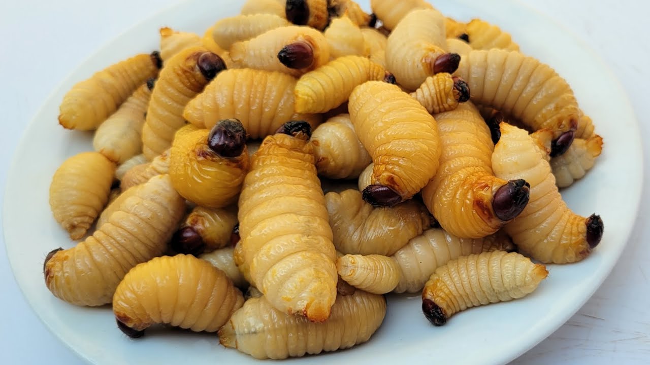 Ancestral food😋 palm weevil larvae, supper nutritious, supper yummy😋 ...
