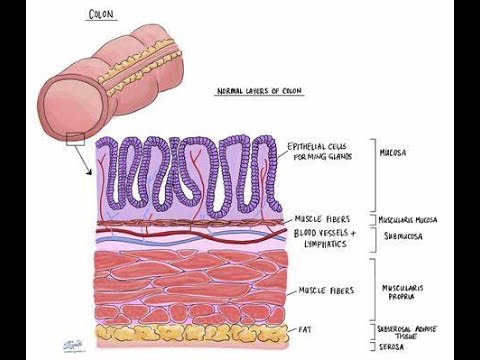 The submucosa layer of the gastrointestinal tract, the submucosa nerve ...