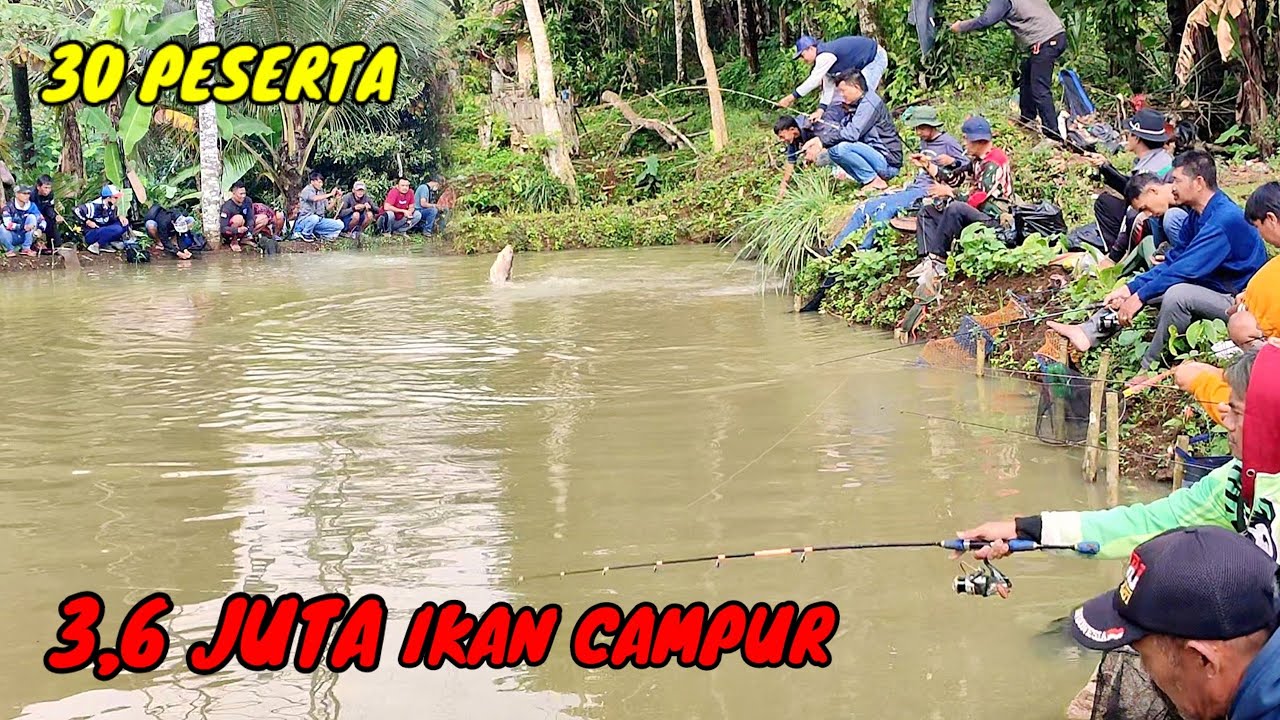 MANCING PALING ASYIK DI KOLAM BORONGAN IDR 3,6 JUTA BARENG ANGLER TASIK ...