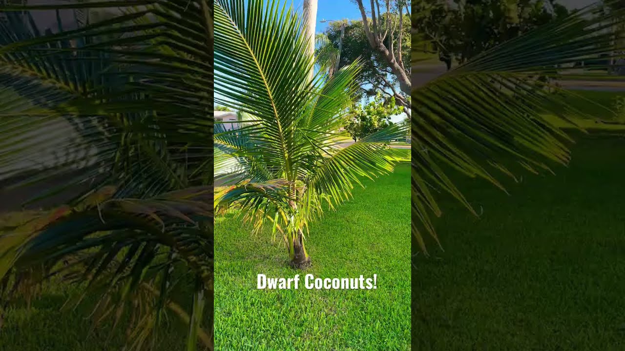 Growing Super Healthy Dwarf Coconut Trees in Florida - YouTube
