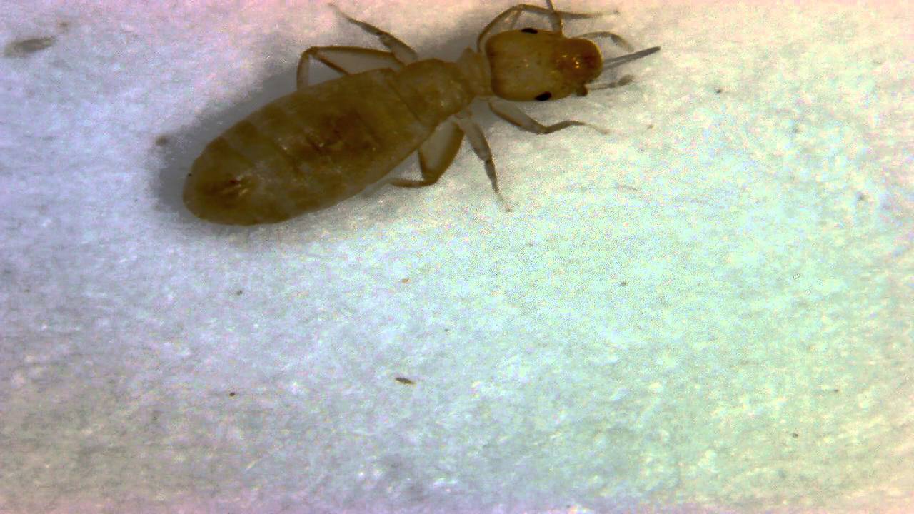 Trogium pulsatorium - YouTube