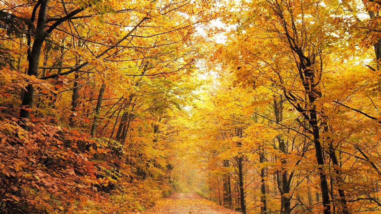 Autumn Coloured Foggy Forest, Light Rain, Calm Breeze / Relaxing Sounds ...
