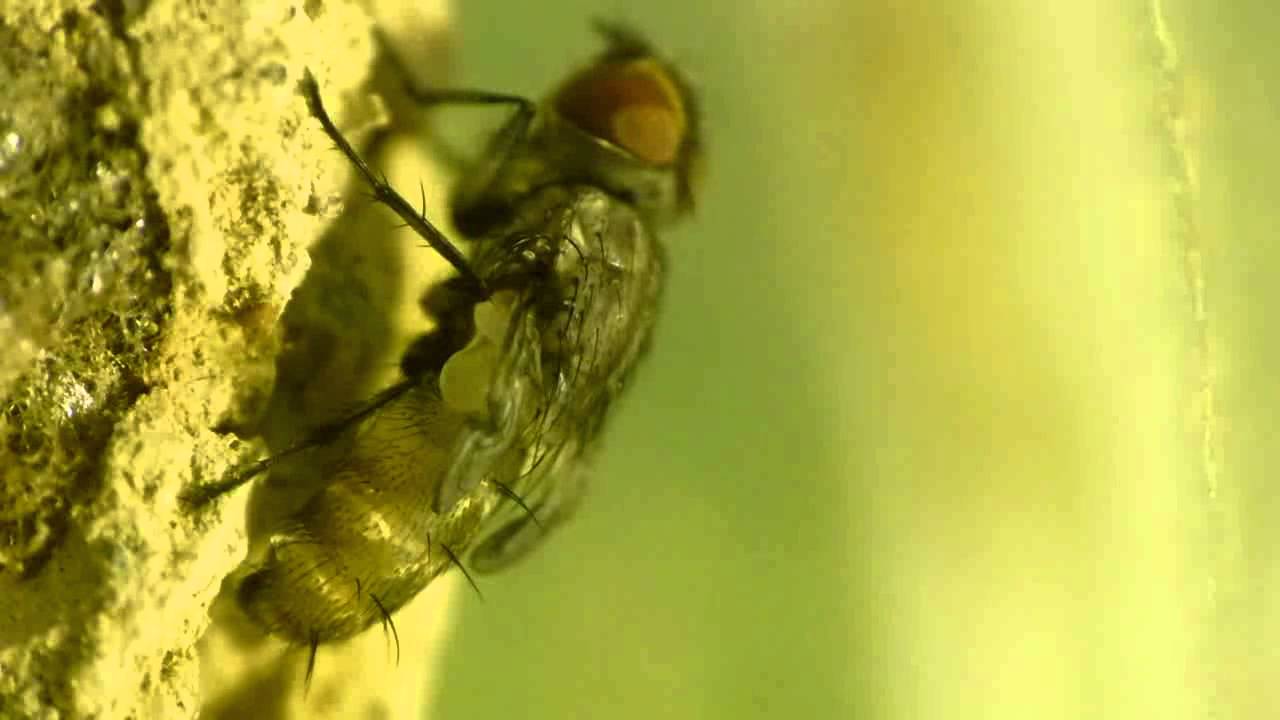 Miltogrammine Fly Eclosion in Timelapse 羽化直後のドロバチヤドリニクバエ翅伸展2 - YouTube