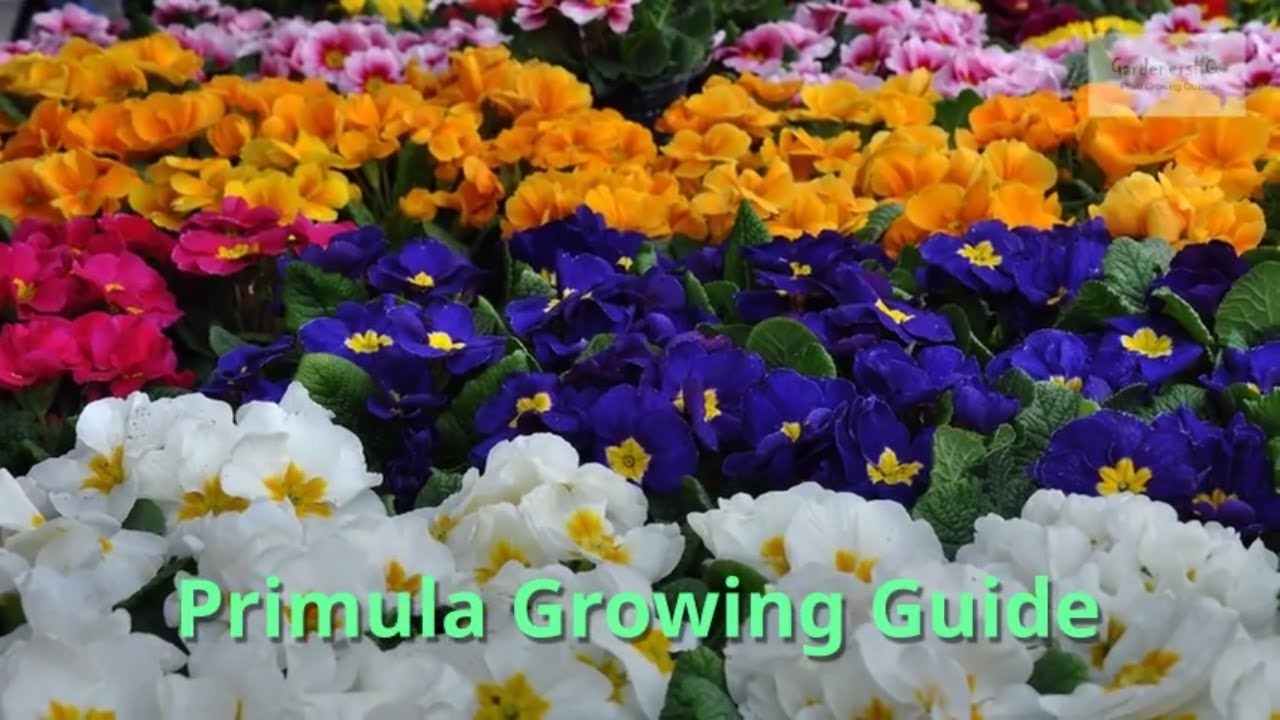 Primula Growing Guide (Cowslip) by GardenersHQ - YouTube