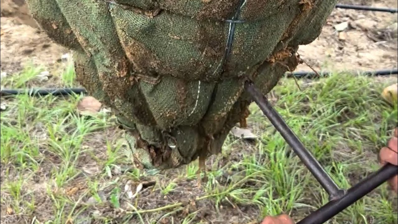 How we handle our (Root)Balls - YouTube