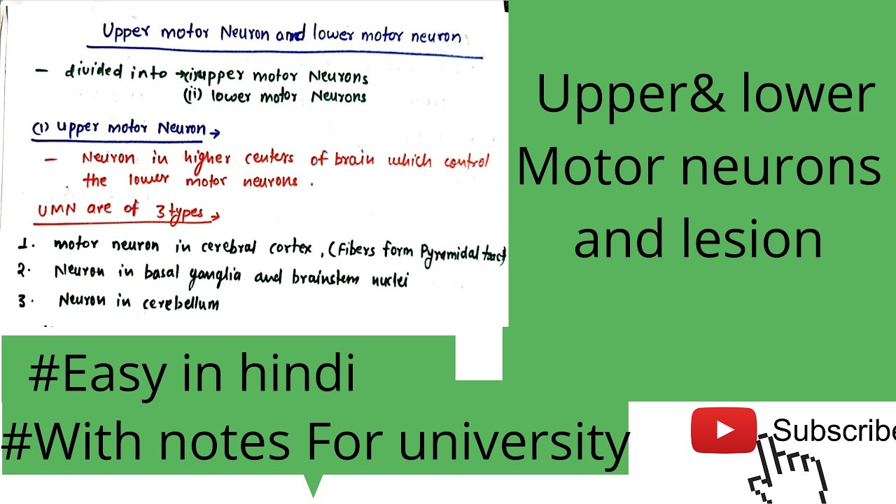 Upper motor neuron and lower motor neuron/upper&lower motor neuron ...