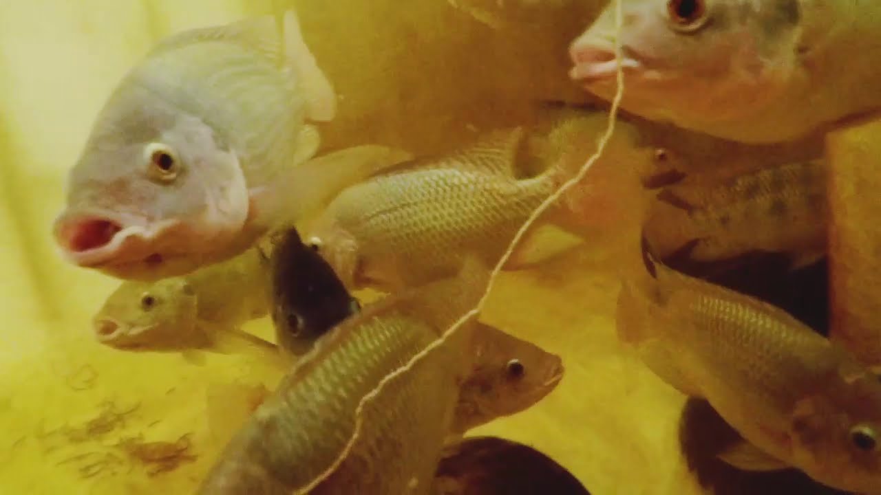Backyard Tilapia farming l IBC tank - YouTube