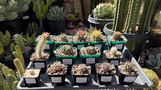 CACTUS PLANT UNBOXING FROM MESA GARDEN. THEIR SPRING RELEASE IS GREAT! #cactus #unboxing #plants