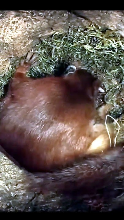 Squirrel Given Birth Short Video Youtube