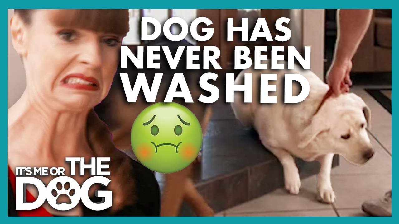 Not Washing Big Dog Causes a Stink! | It's Me or the Dog - YouTube