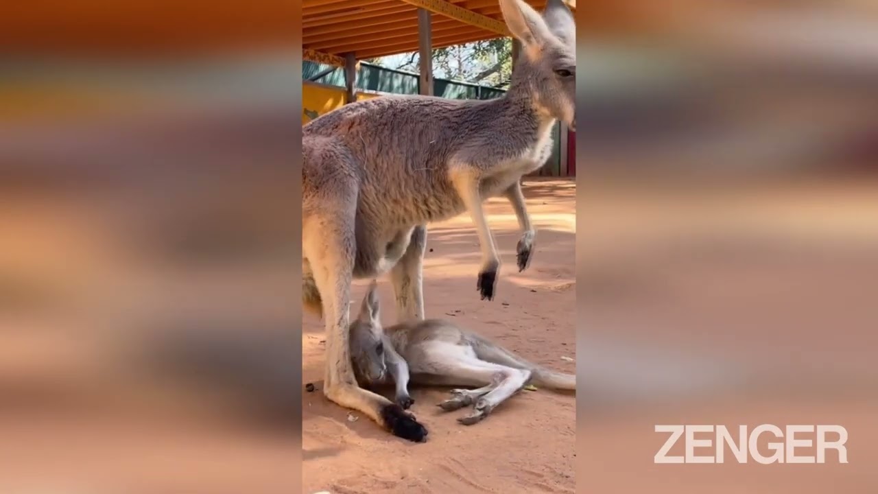 Shy Baby Kangaroo Falls Out Of Mums Pouch While Trying To Hide From Zoo ...