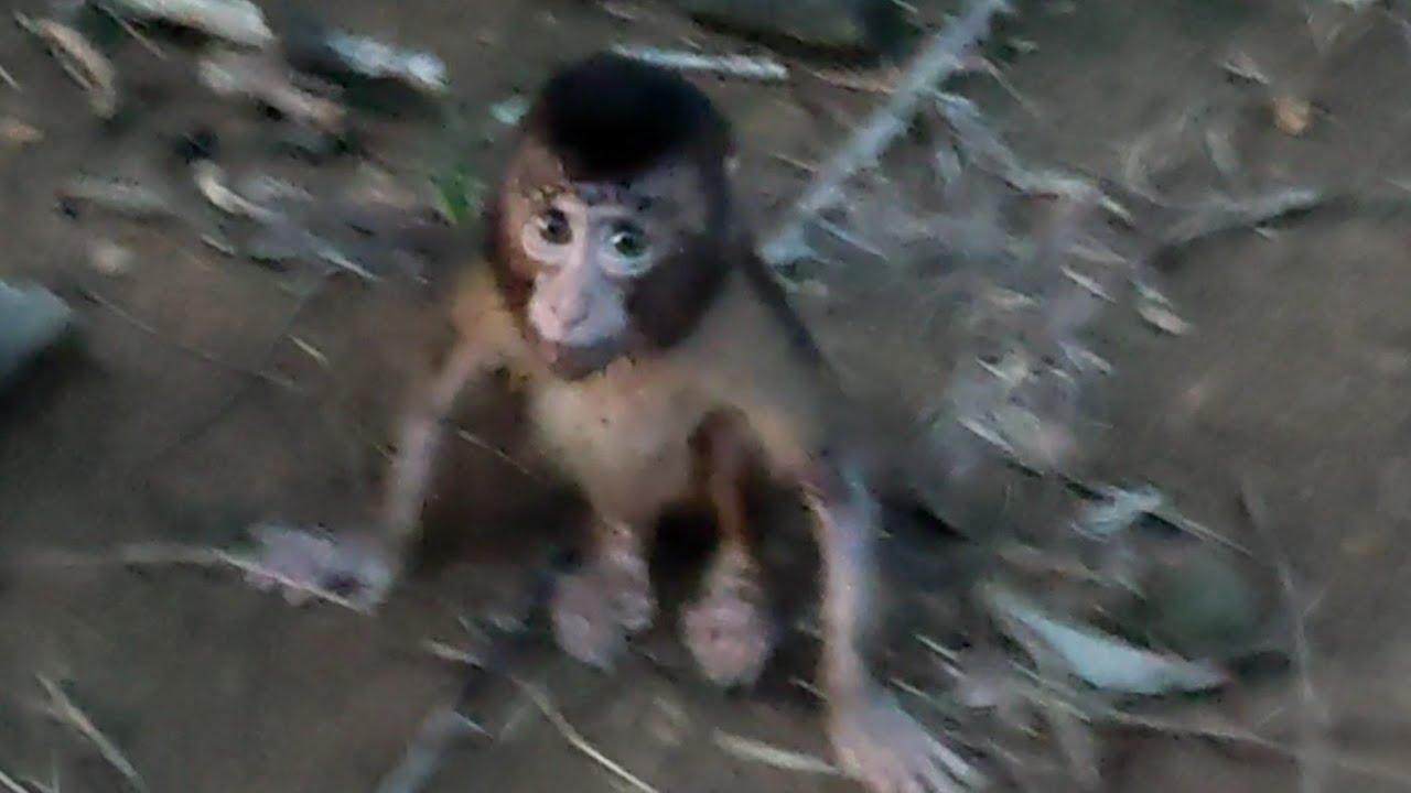 OMG,,It seems like this little monkey is not very healthy judging from ...