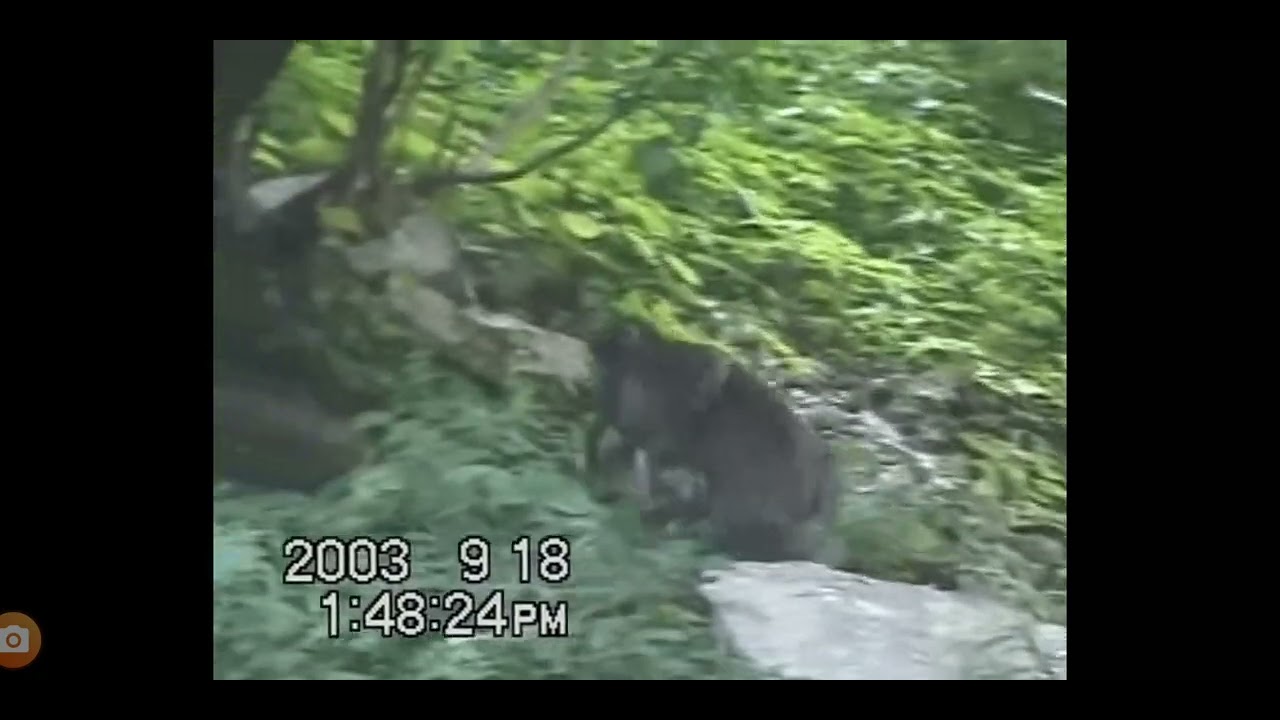 Macaque attack !Infanticide.. - YouTube
