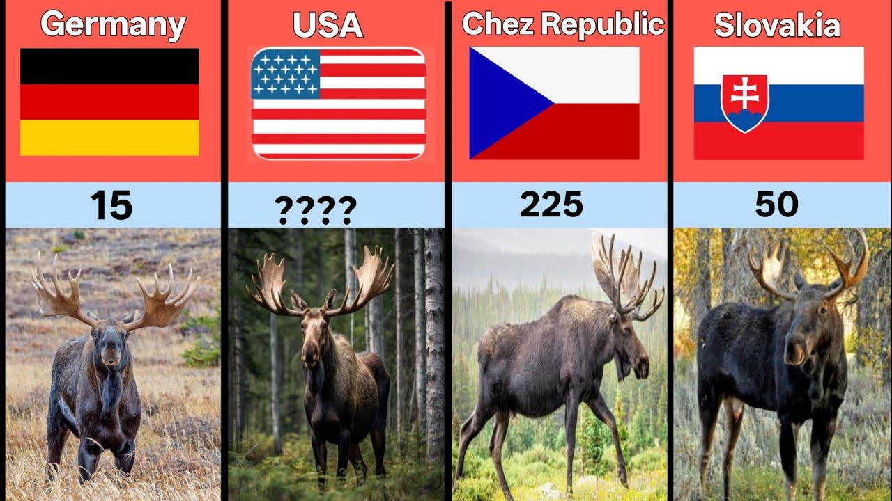 Moose Population From Different Countries | Moose Population by country ...