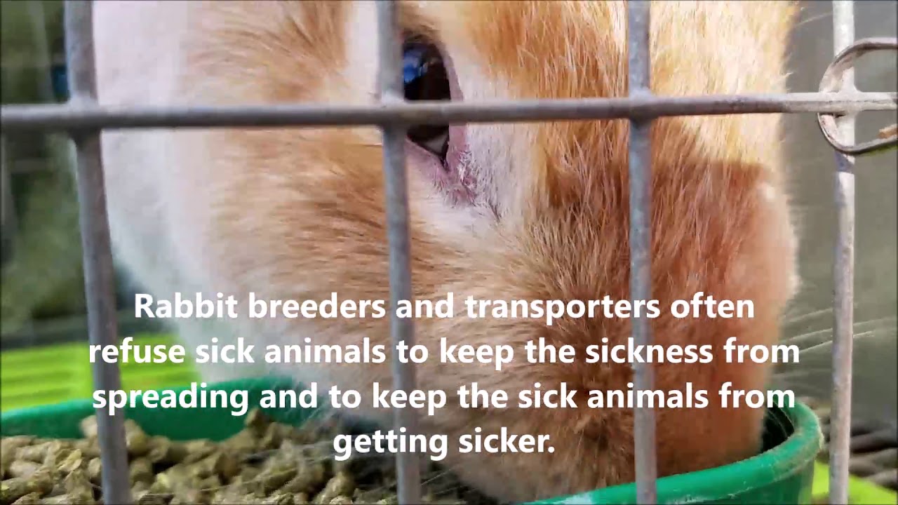 Pneumonia in Domestic Rabbits - YouTube