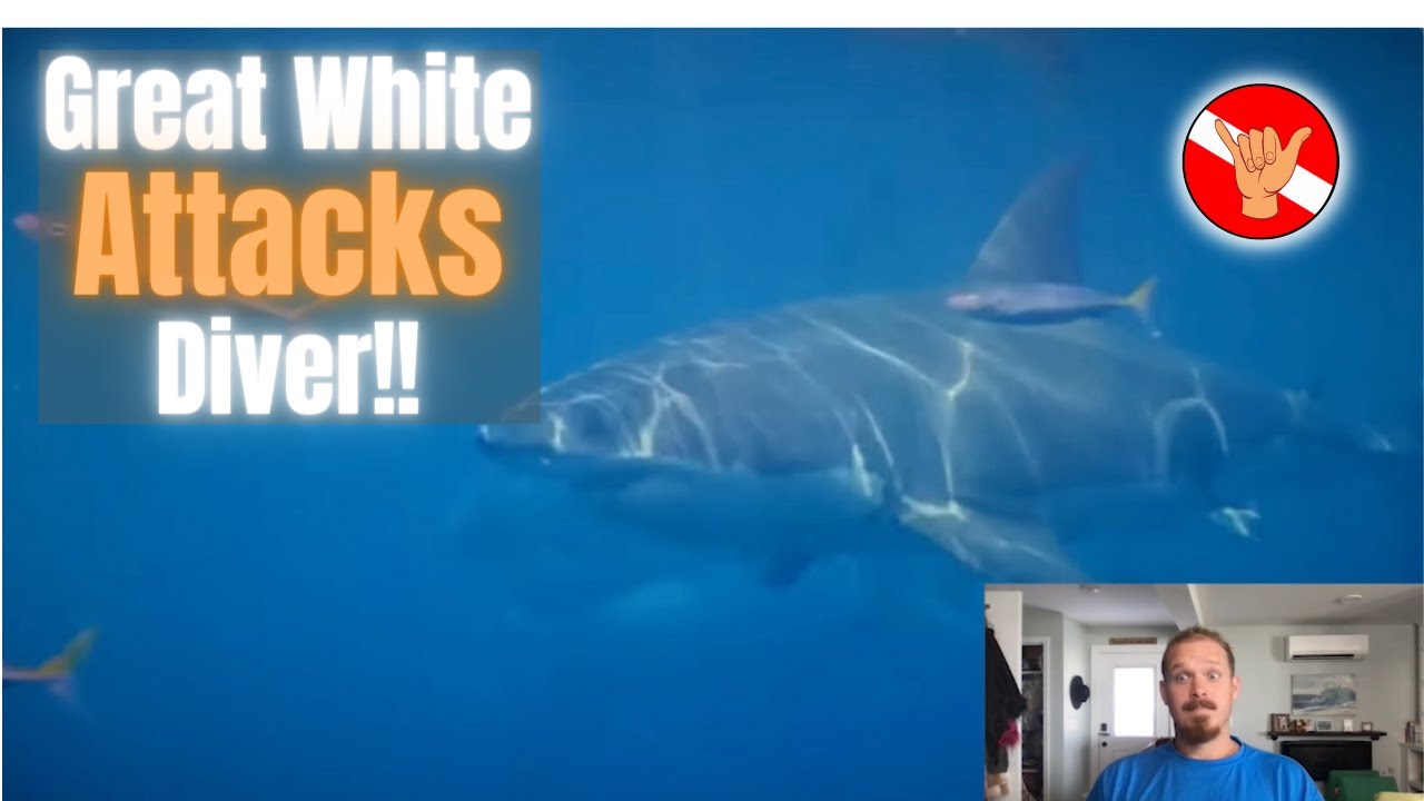 Great White Attacks Diver!😳 - Divemaster Reacts - Henri Bource Story ...