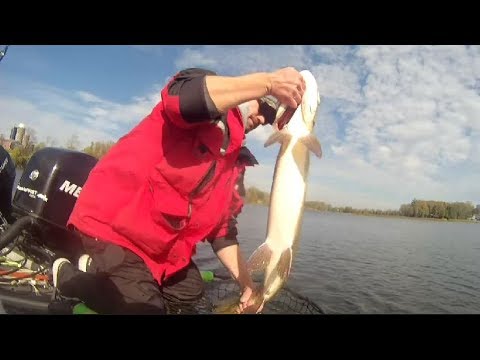 MUSKY! Kids' First Muskies - DOUBLE in the TUFFY!!! (41 & 39) - YouTube