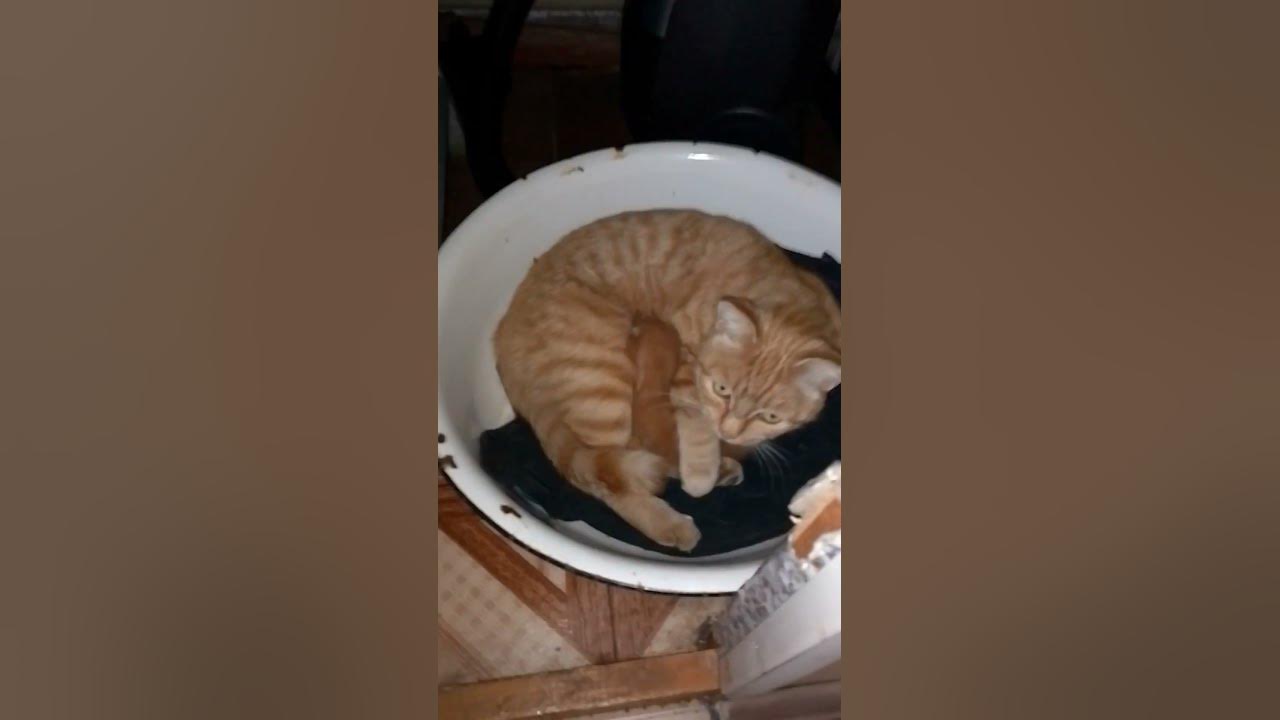 катëнок - YouTube