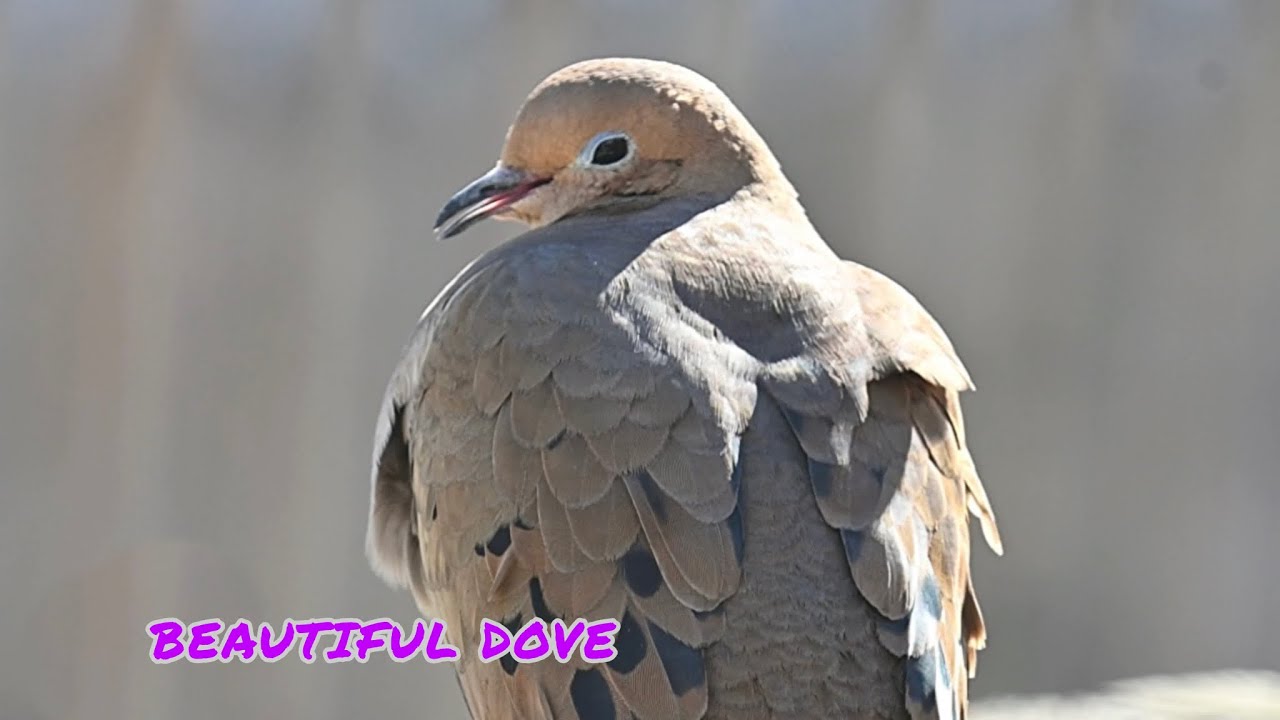 Mourning dove got disturbed from its nap - YouTube