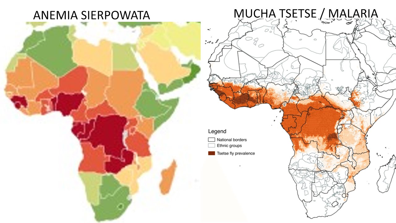 Mucha tsetse a rozwój kultur Afryki Subsaharyjskiej - YouTube
