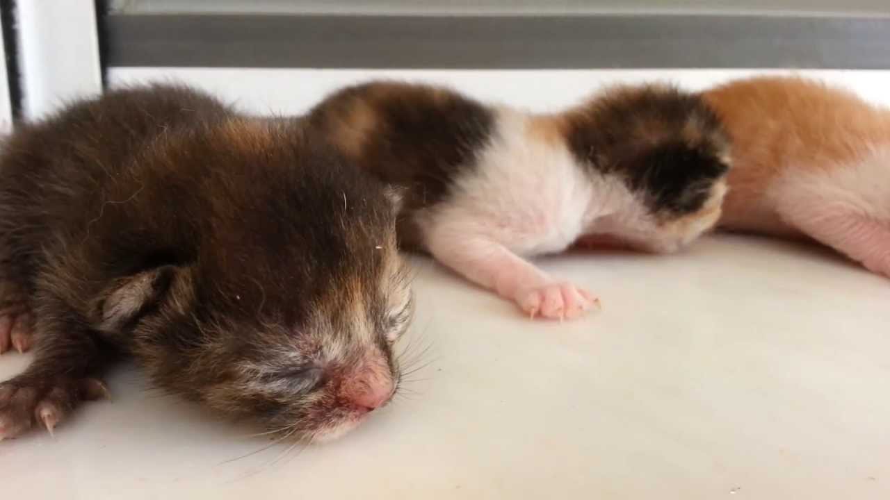 2 days old new born kittens - YouTube