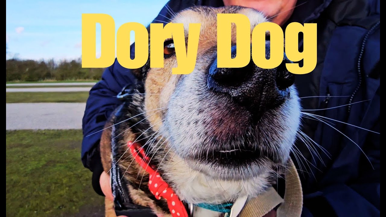 A Day in the Life of My Romanian Rescue Dog | From Rescue to Forever ...
