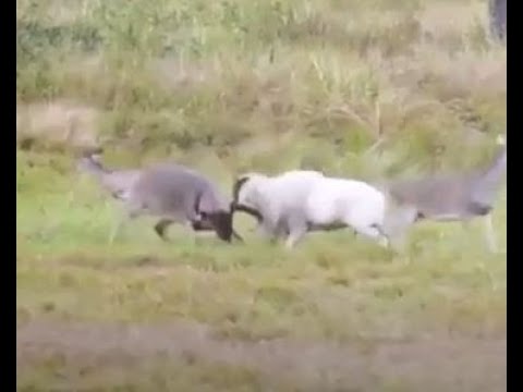 Ram VS. Buck Which one Wins? - YouTube