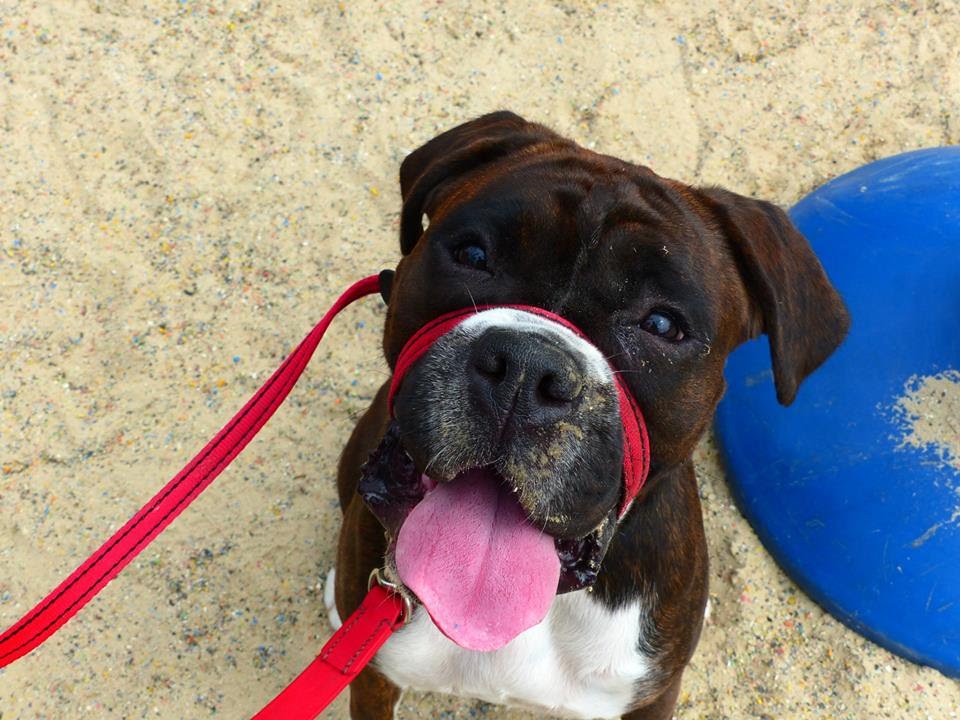 Willow - Boxer - 3 Week Residential Dog Training at Adolescent Dogs ...