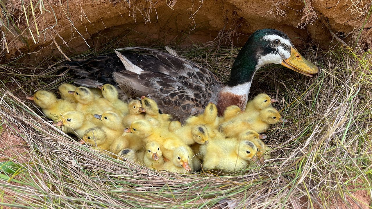 Amazing! 30 Ducklings Hatching From Eggs _ Hatched Many Ducklings In ...
