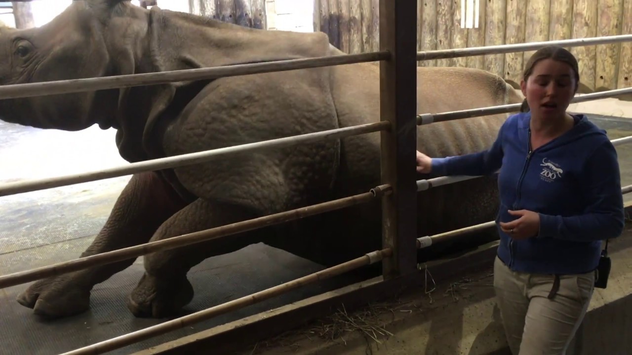 What Does a Rhino Feel Like? - YouTube