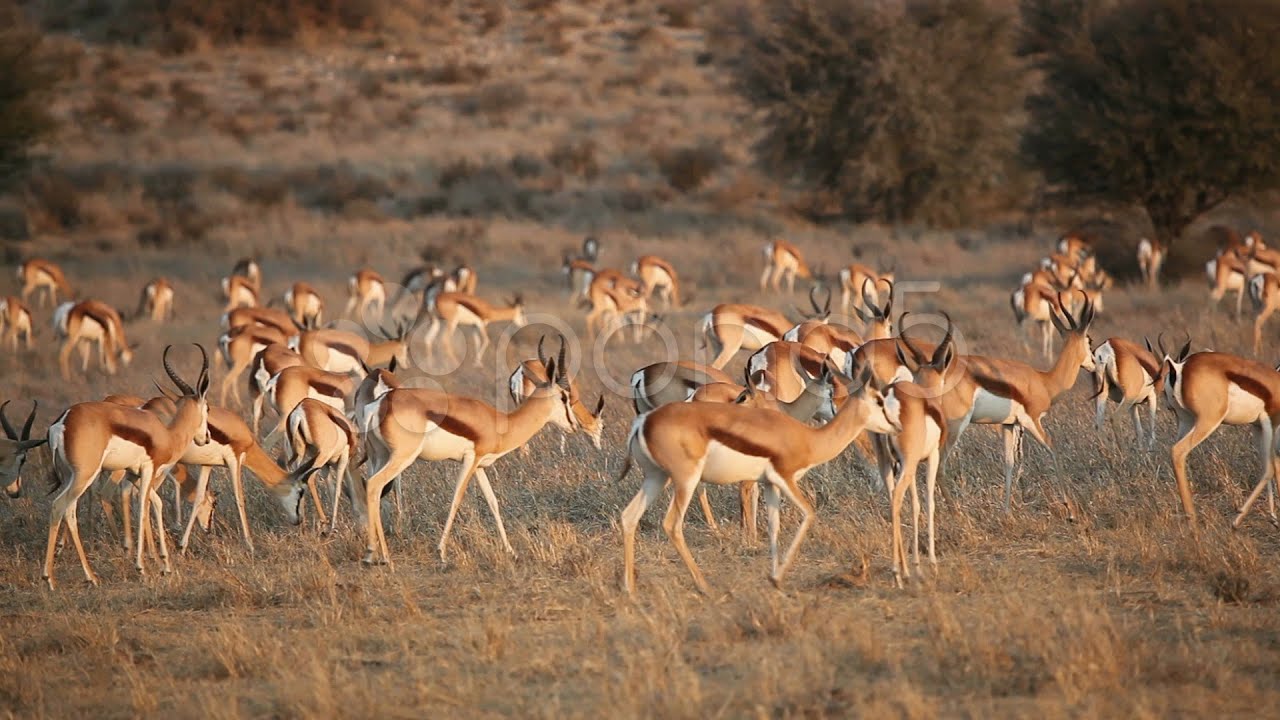 Springbok Antelope Herd. Stock Footage - YouTube