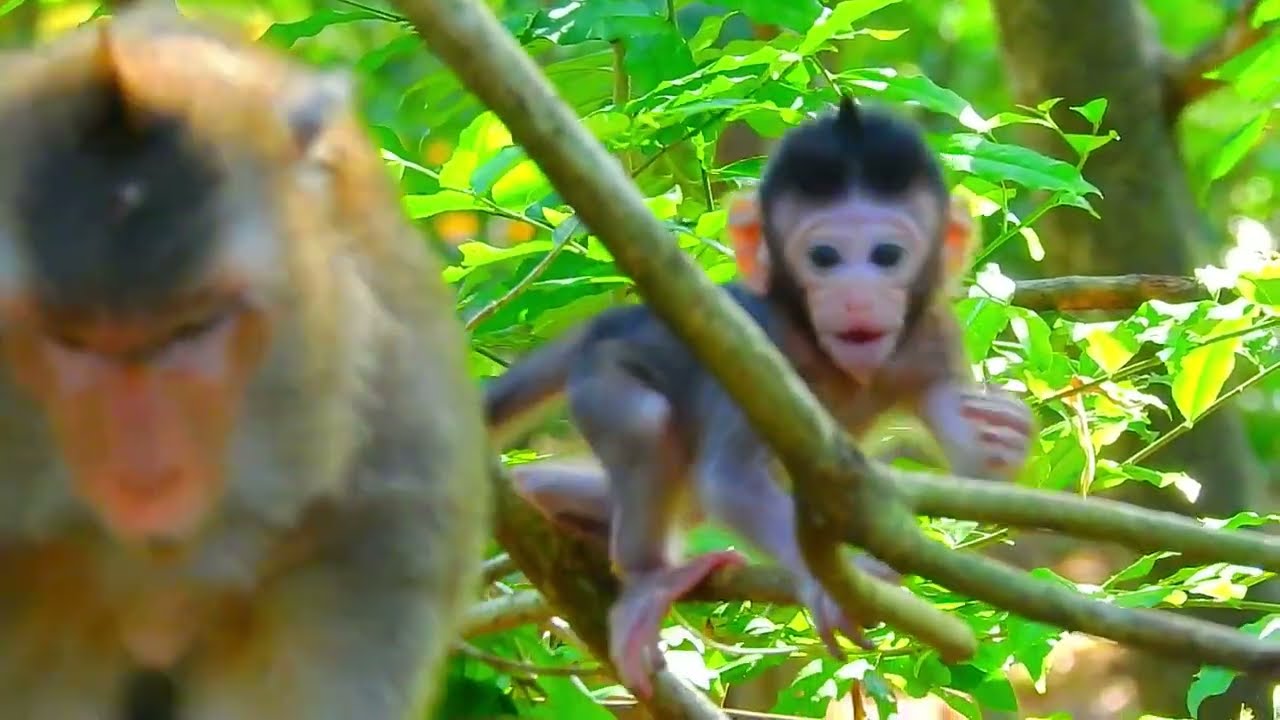 Aww, Cute Baby Monkeys Videos Compilation | Cute Moments of the Monkeys ...