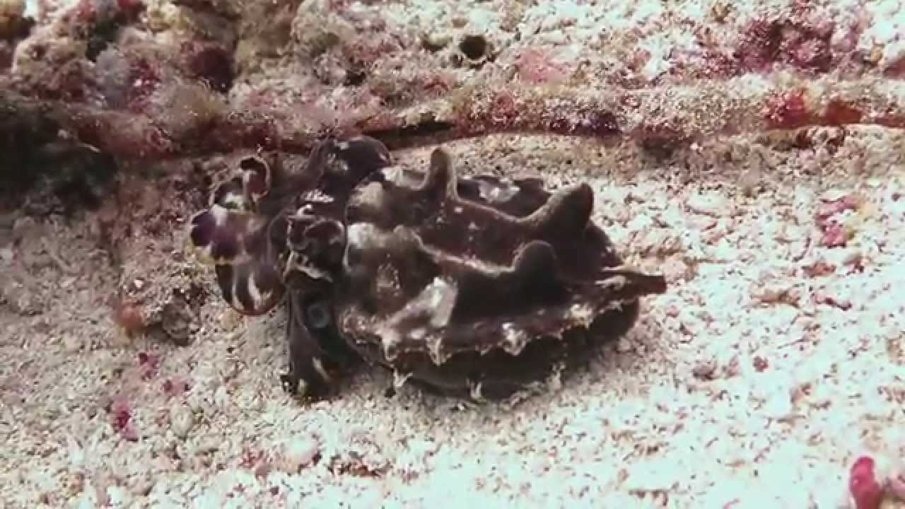 Sepia ,Mimic Octopus,Blue-ringed octopus - YouTube