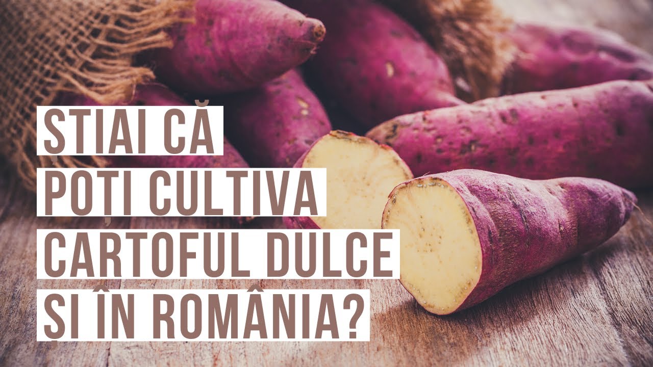 Cultivarea CARTOFULUI DULCE este posibilă și in țara noastră | Totul ...