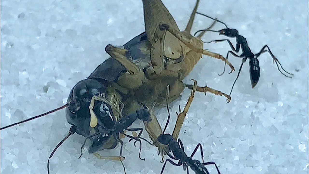 Fierce ants prey on crickets,ants vs crickets 蚂蚁vs蛐蛐 - YouTube