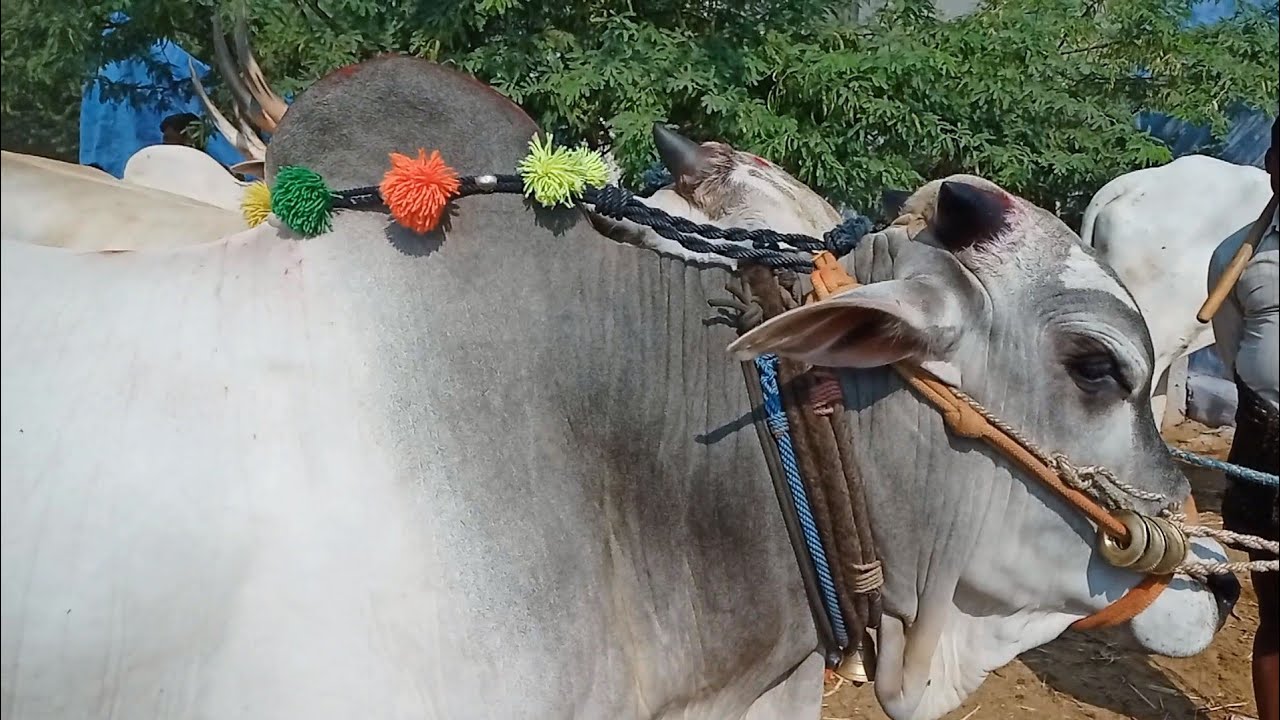 Ongole bull's 4 teeth oxen price's indian market Ox oxe oxen Yemmiganur ...