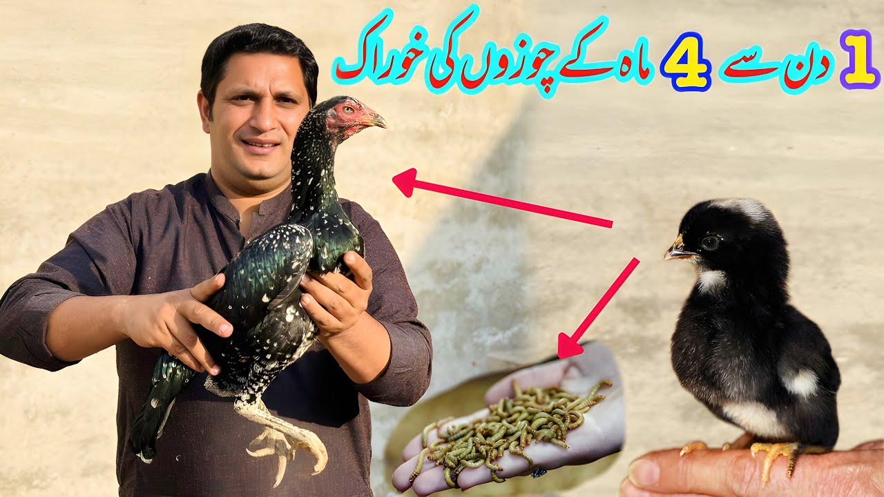 Chicks diet plan 1 day to 4 months | live food for chicks - YouTube