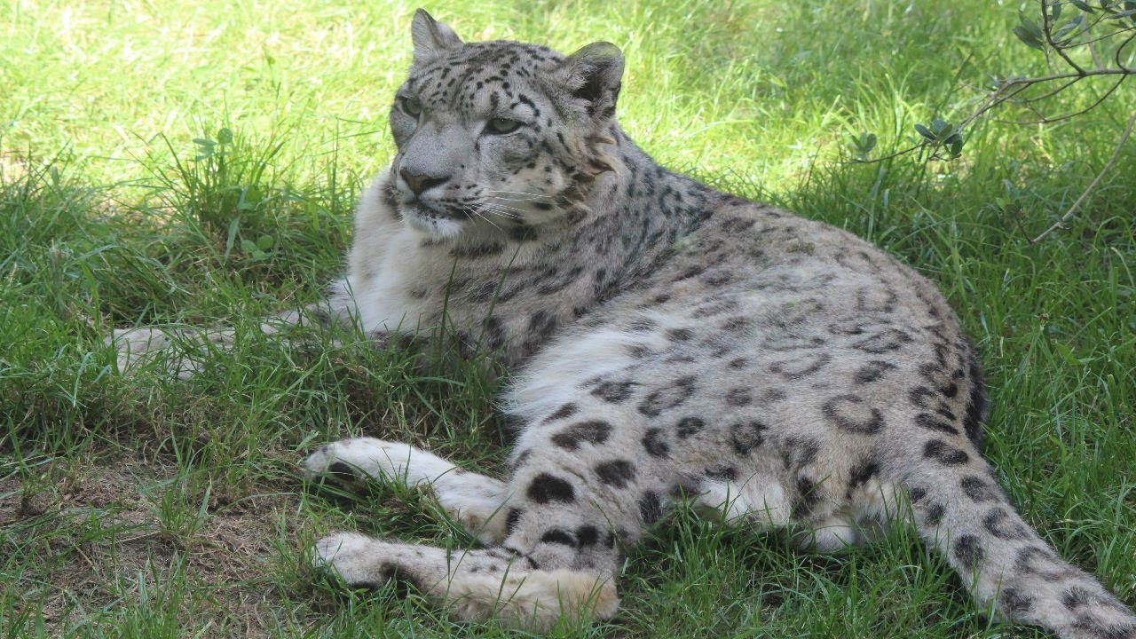 Sneeuwluipaard Yeti / Leopard des Neige / Snowleopard : Pairi Daiza ...