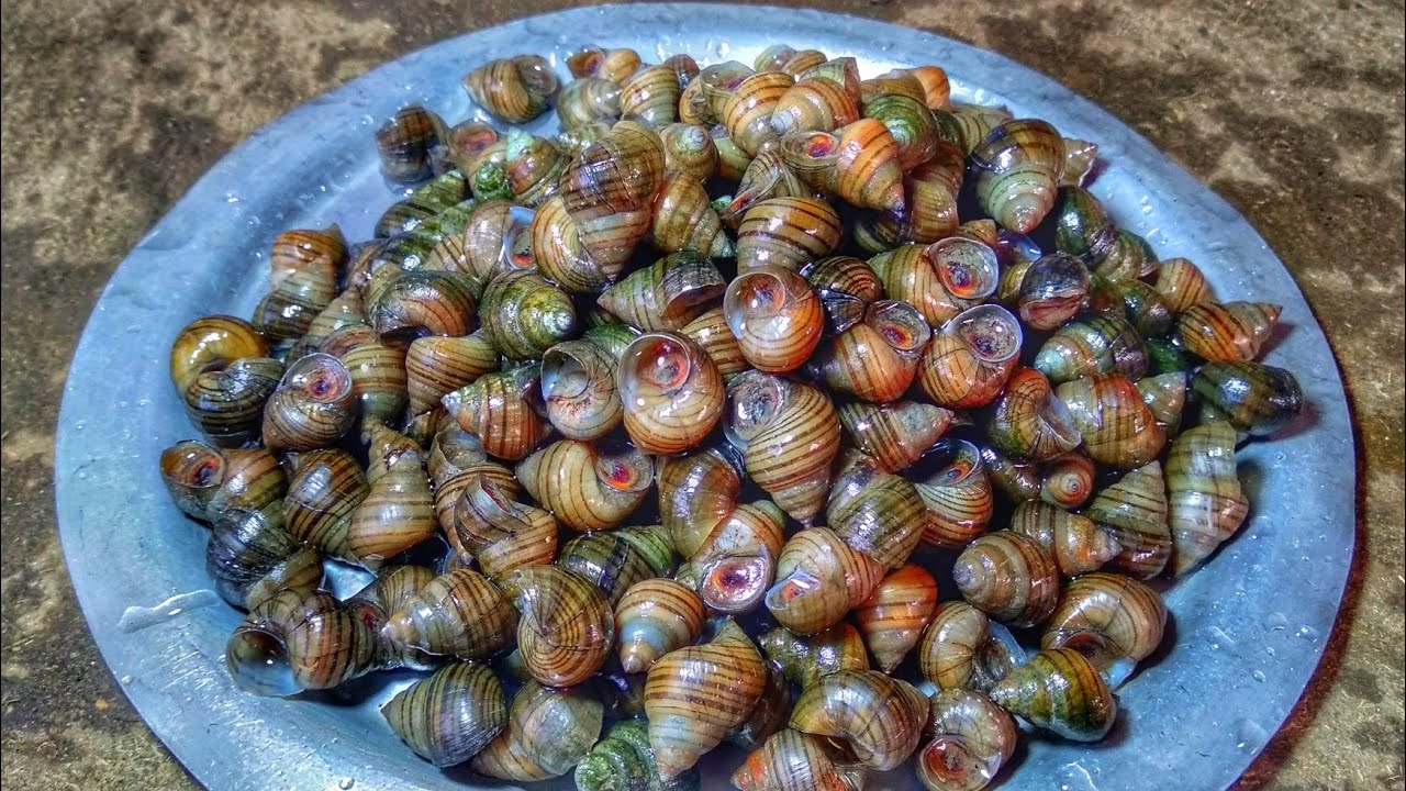 Small Snail Coocking and Eating ! Healthy Snail recipe - YouTube
