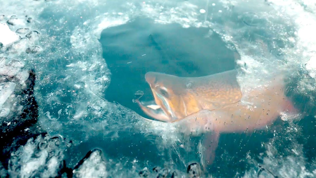 ICE Fishing Early Season Trout (Catch + Cook) - YouTube