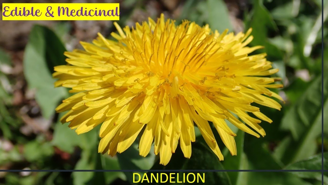 DANDELION - Edible & Medicinal Wild Plants -- Eastern United States ...