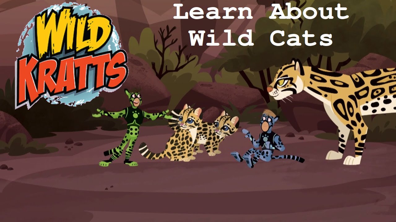 Wild Kratts Fans - Learn About Wild Cats - YouTube