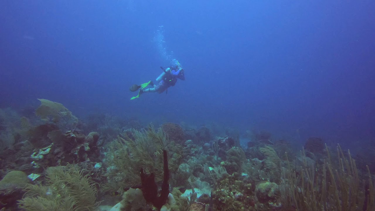 Speedy Marmots - 050120 - Diving in Roatan - YouTube