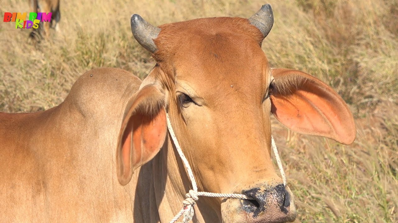 Con Bò - Ca nhạc thiếu nhi Ba bà đi bán lợn con, Mẹ ơi tại sao hay cho ...