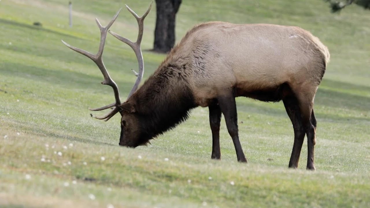 Graceful Giants: Exploring the Enigmatic World of Elk - YouTube