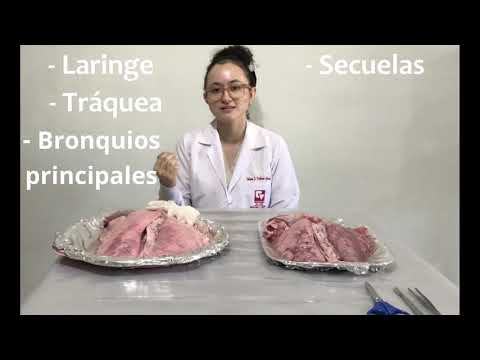Sistema Respiratorio DisecciÓn Pulmones De Cerdo Youtube 2690