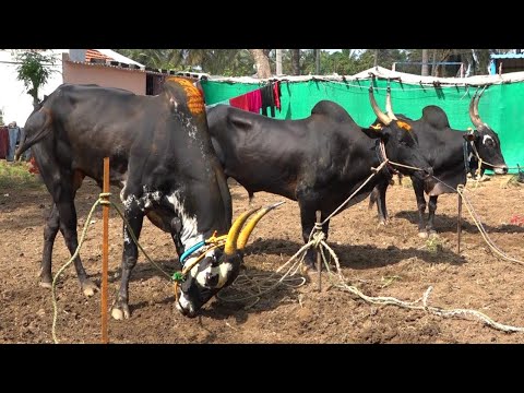 Prices of Mersal Arsan Jallikattu bulls, Racing bull, Hori habba - YouTube