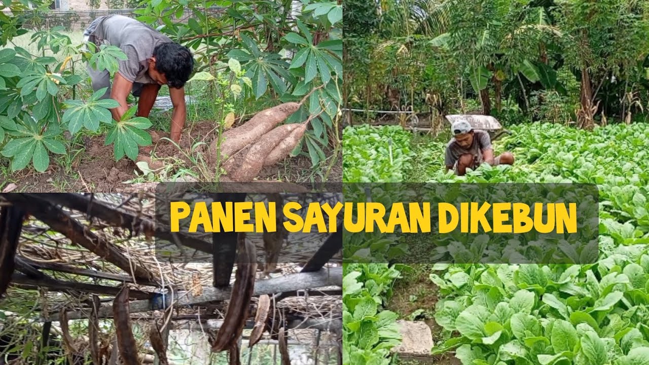 Panen sayuran di kebun - YouTube