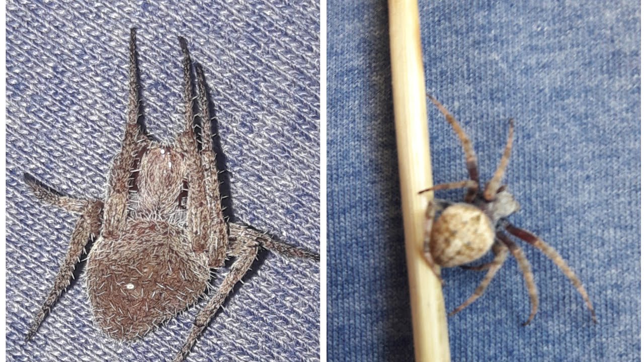Pula Pusod🐜 Vs Pulang Abuhin🐜 Round 2! Must watch Grabe ang laban Ang ...